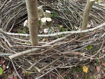 Coppicing – a part of our heritage and good woodland management | Durham