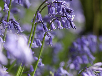 How to tell the difference between a native and a Spanish bluebell | Durham