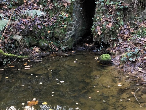 Tudhoe Mill Wood | Durham