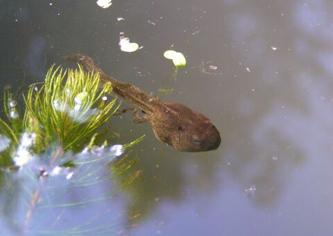 Tadpoles and spawn in garden ponds | Durham