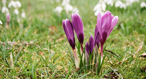 Spring Wildlife Gardening Guide | Durham
