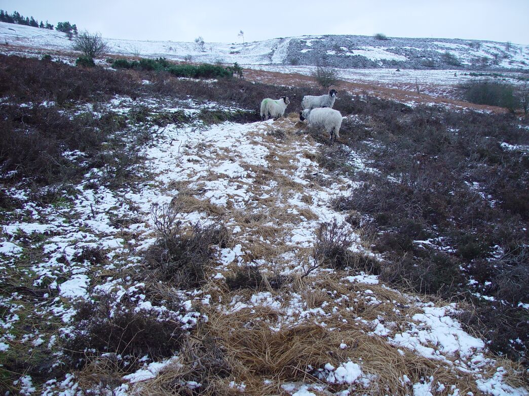 Hedleyhope Fell | Durham