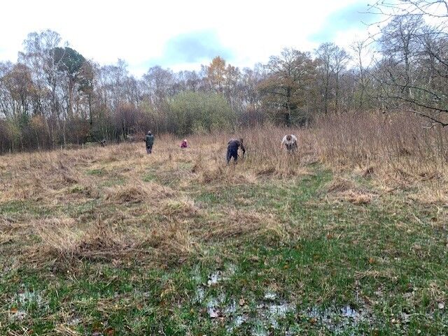 Scrub Management at Black Plantation | Durham