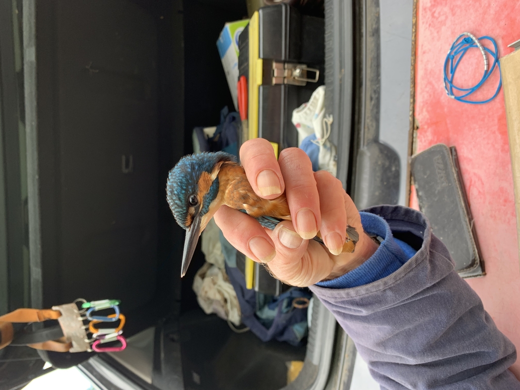 Netting the king of birds | Durham