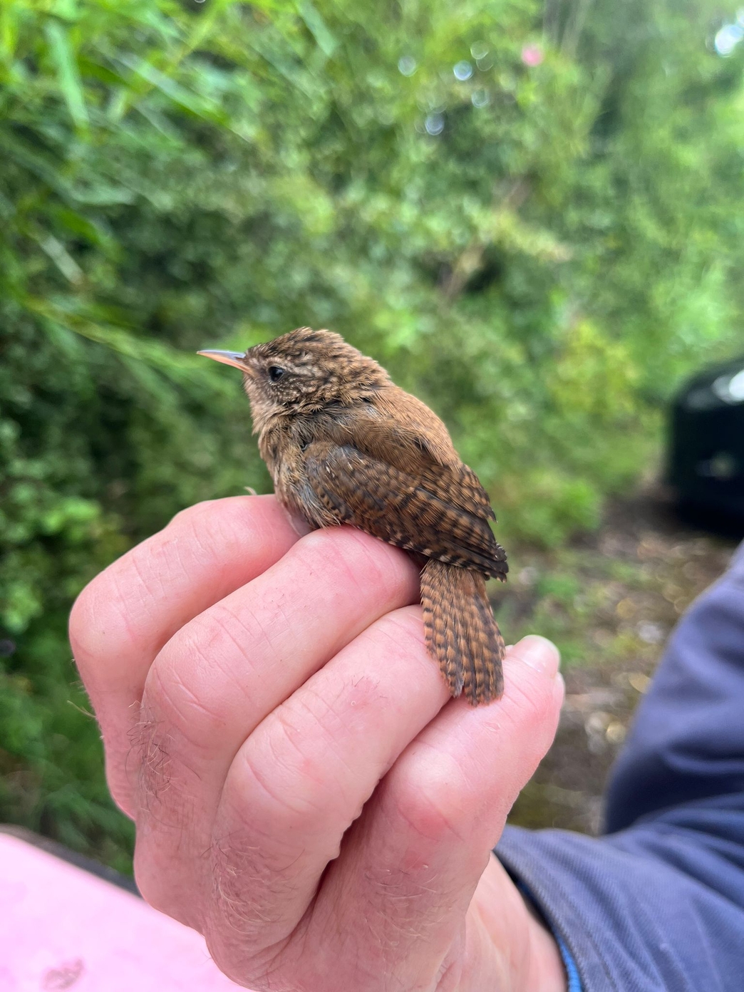 Netting the king of birds | Durham