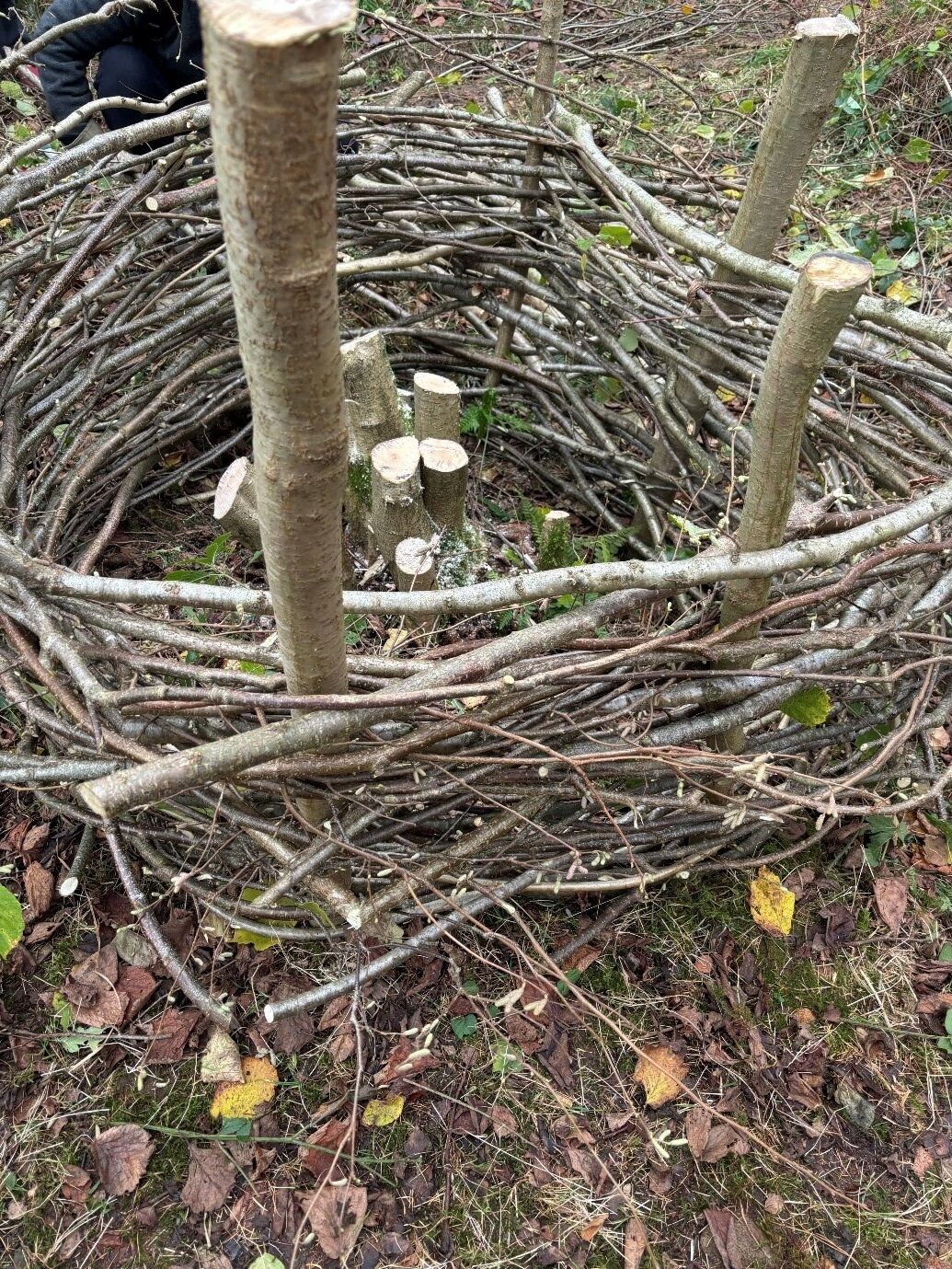 Coppicing – a part of our heritage and good woodland management | Durham
