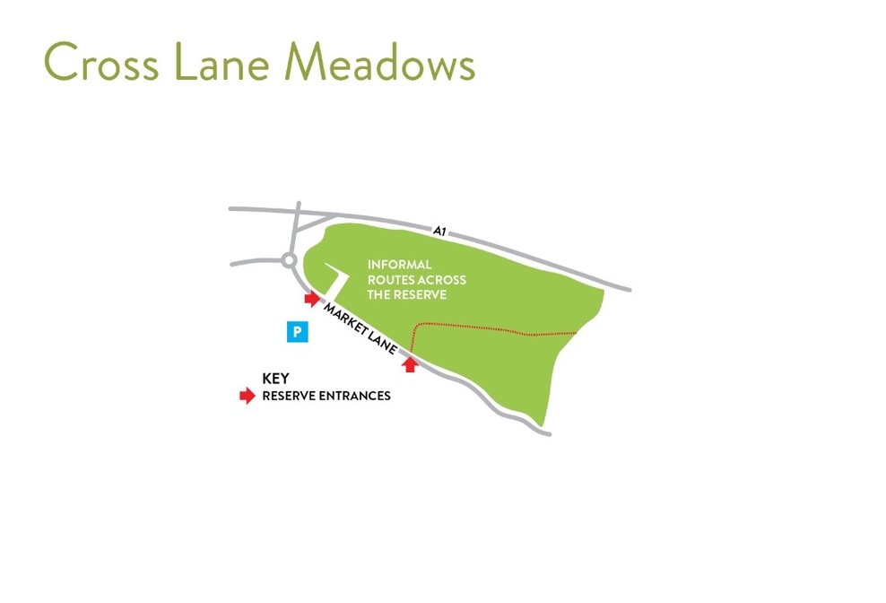 Cross Lane Meadows | Durham