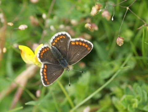 Bishop Middleham Quarry | Durham