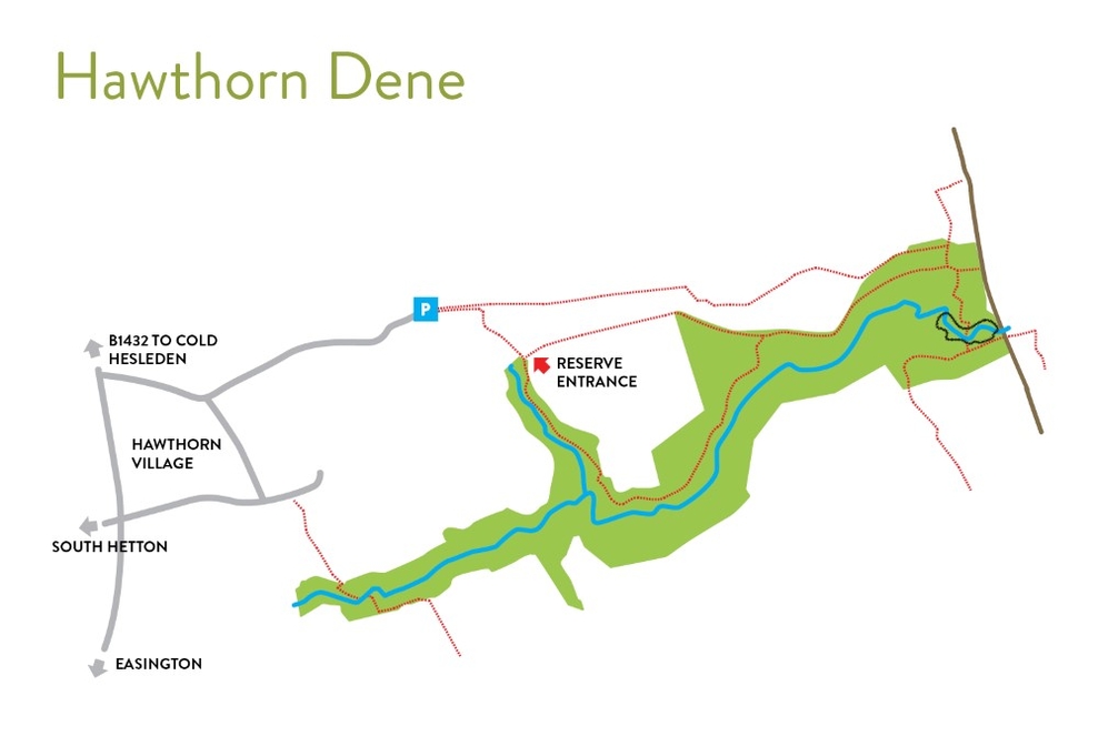 Hawthorn Dene | Durham