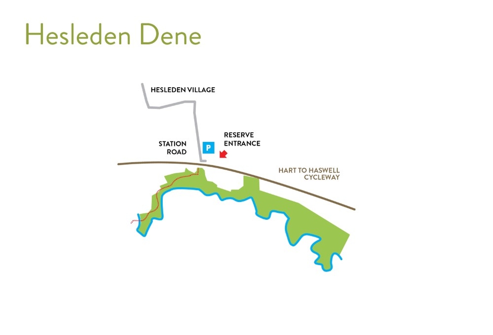 Hesleden Dene | Durham