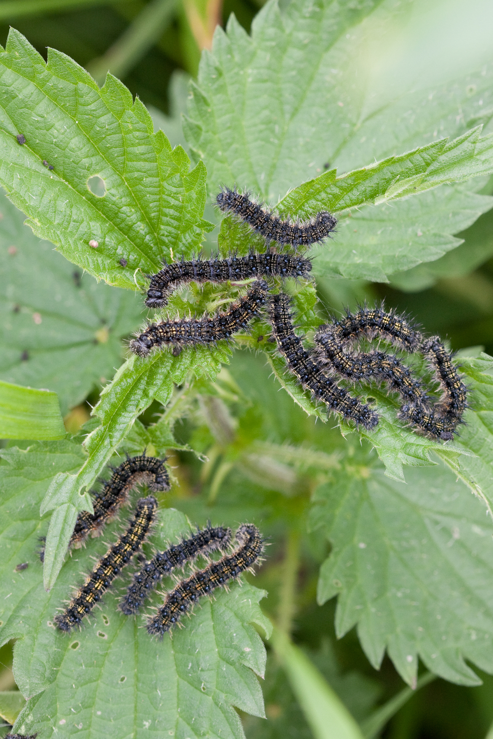 The Caterpillar Curriculum | Durham