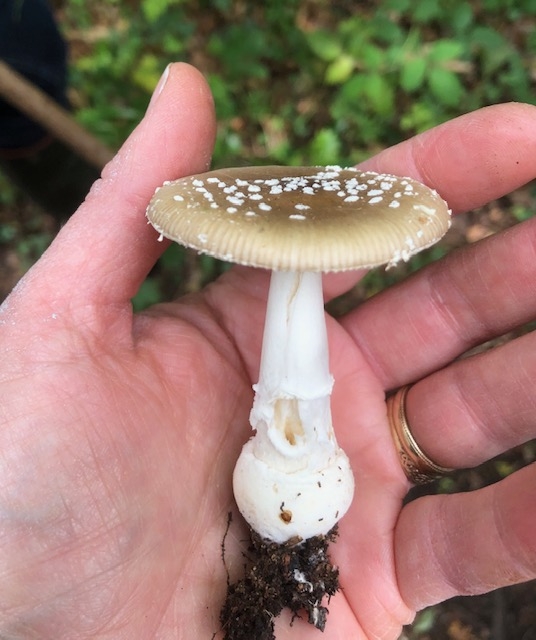 A Fungal Foray at Tudhoe Mill woods | Durham