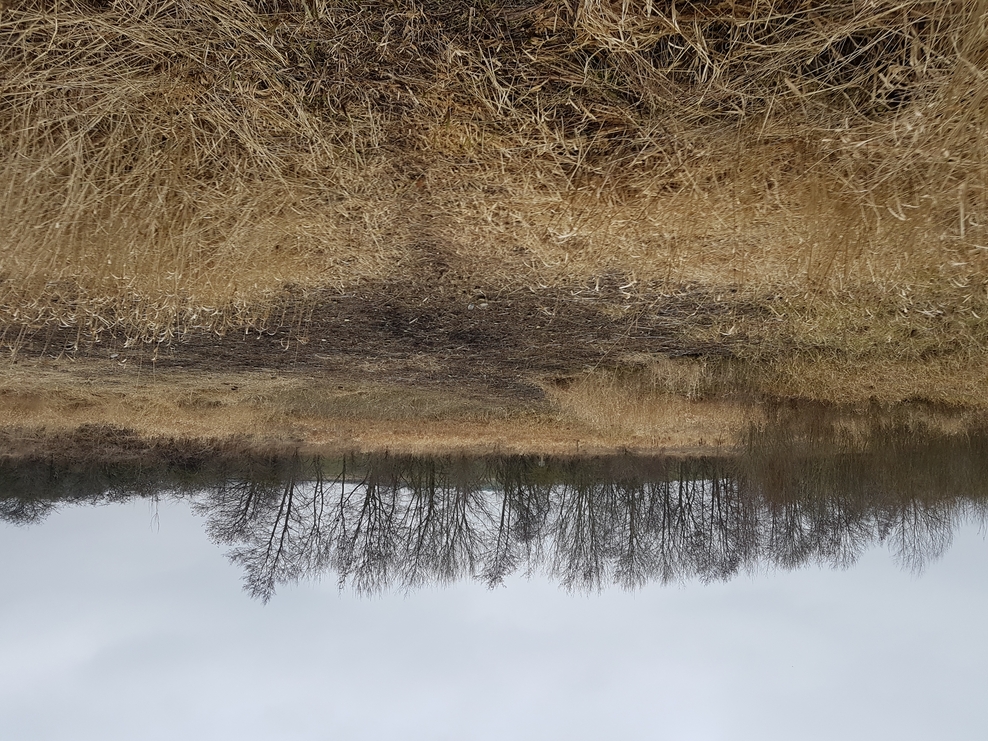 Lake restoration near Bishop Middleham | Durham