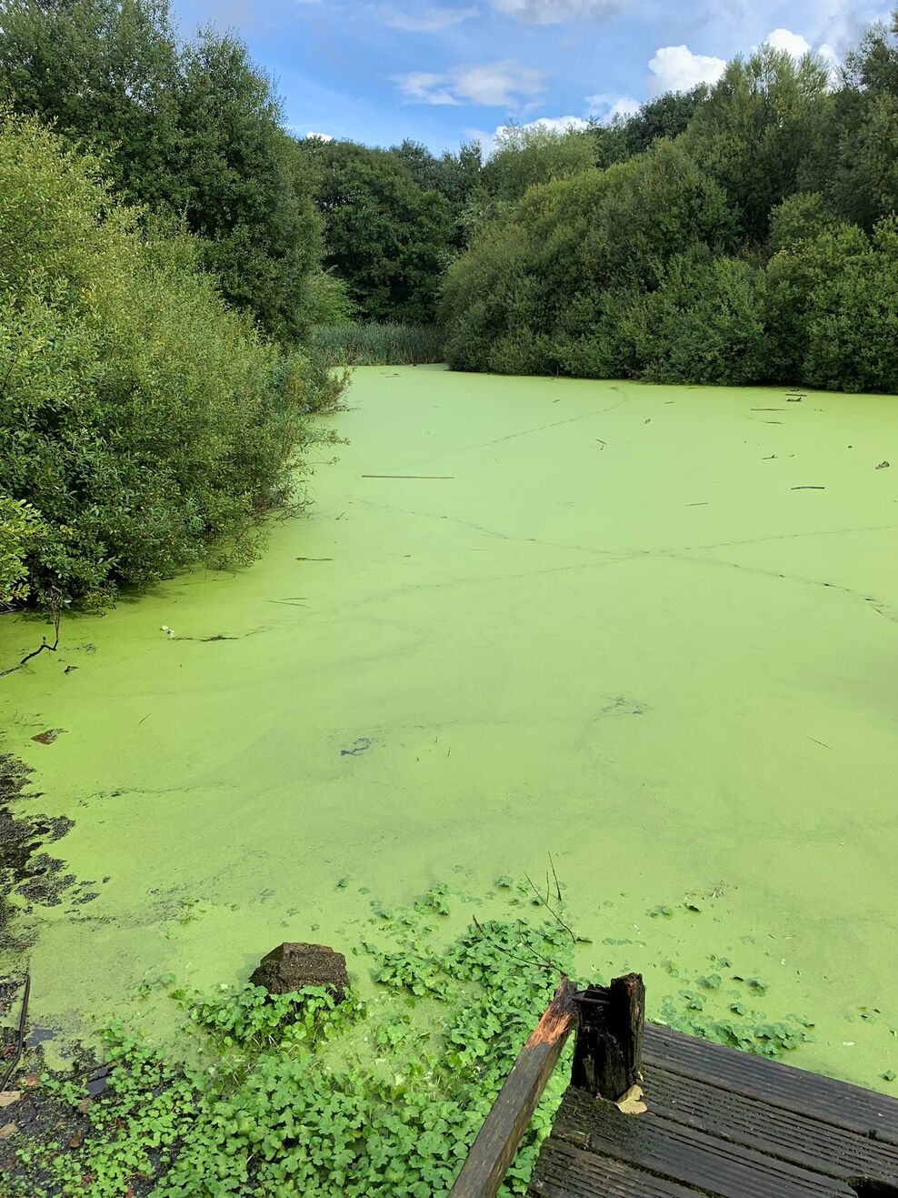 Transforming Brinkburn Pond | Durham
