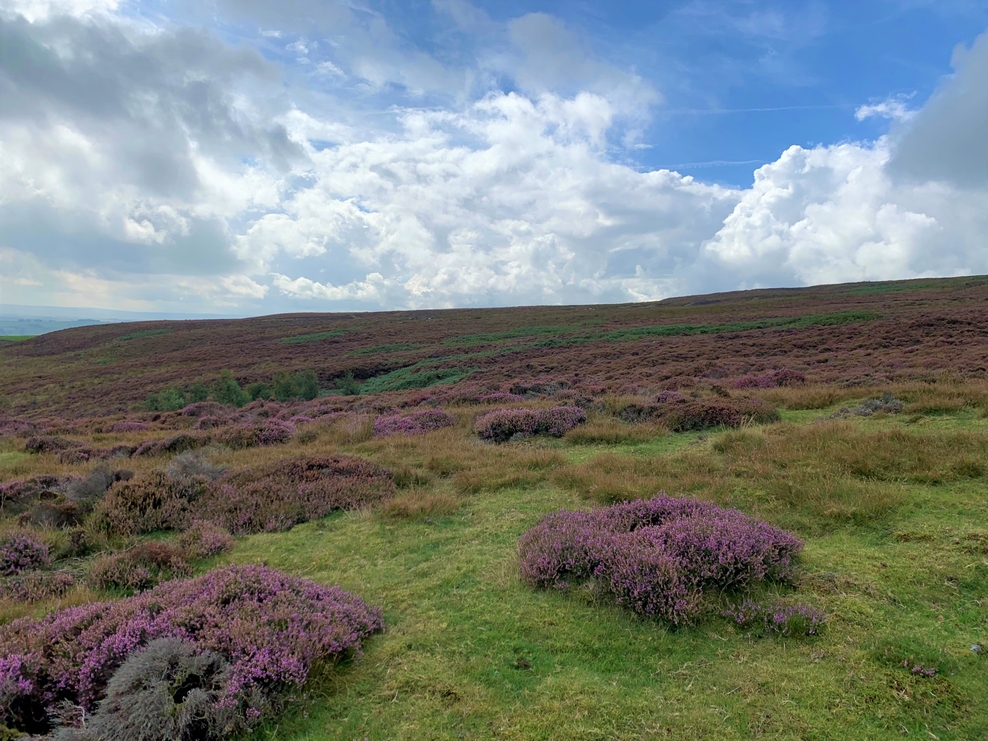 Cuthbert's Moor | Durham