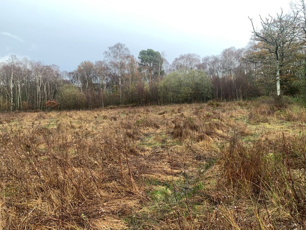 Scrub Management at Black Plantation | Durham
