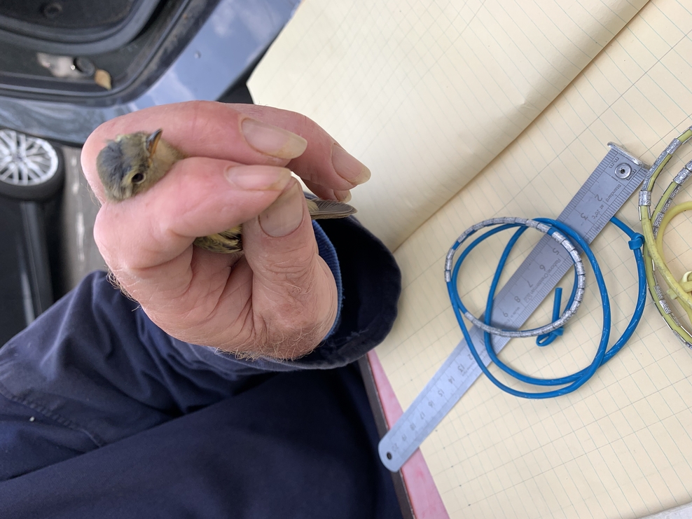 Netting the king of birds | Durham