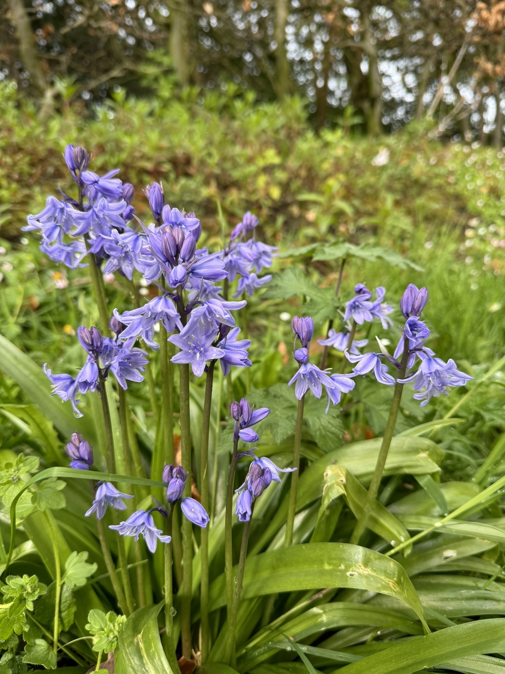 How to tell the difference between a native and a Spanish bluebell | Durham