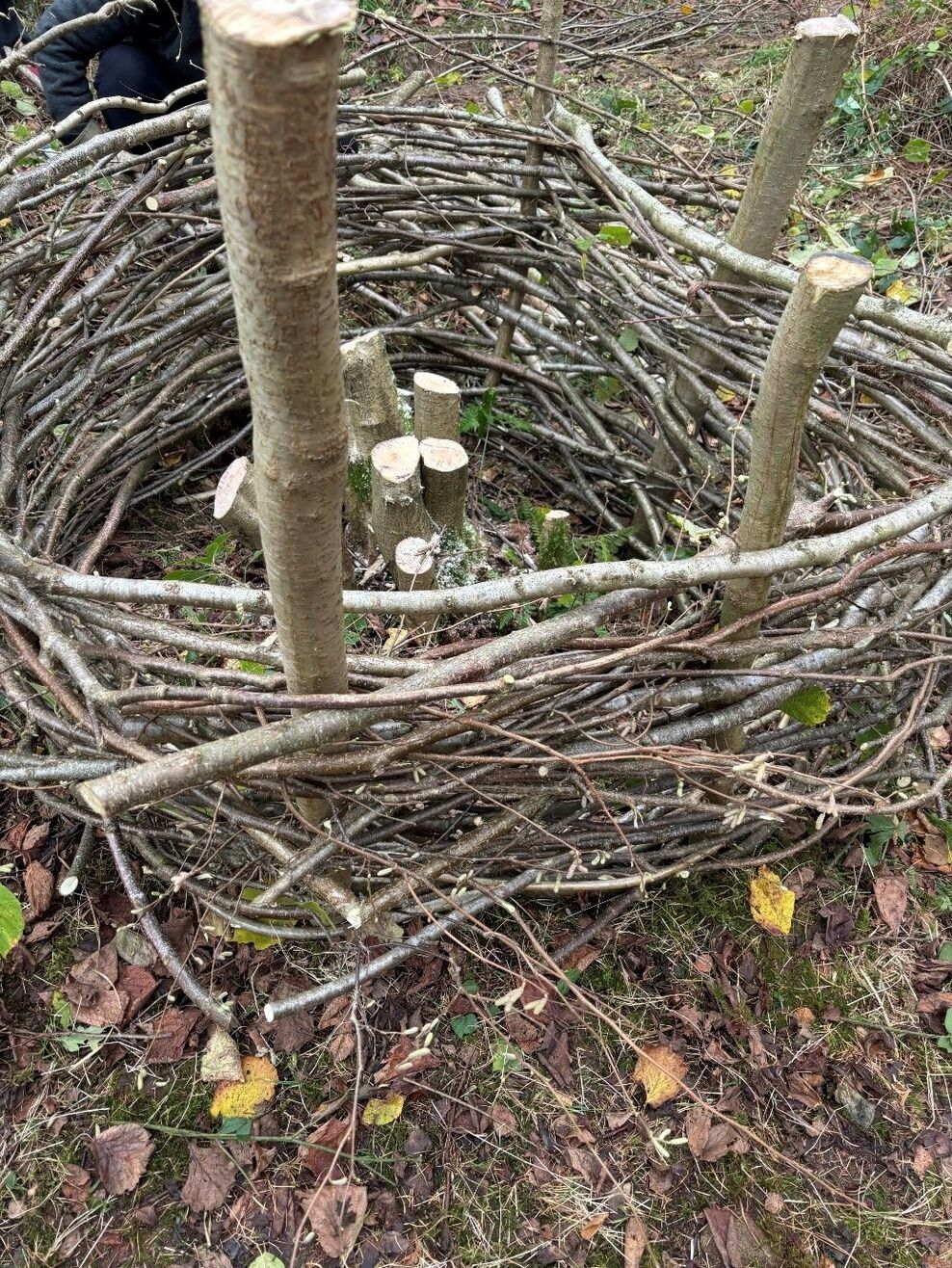 Coppicing – a part of our heritage and good woodland management | Durham