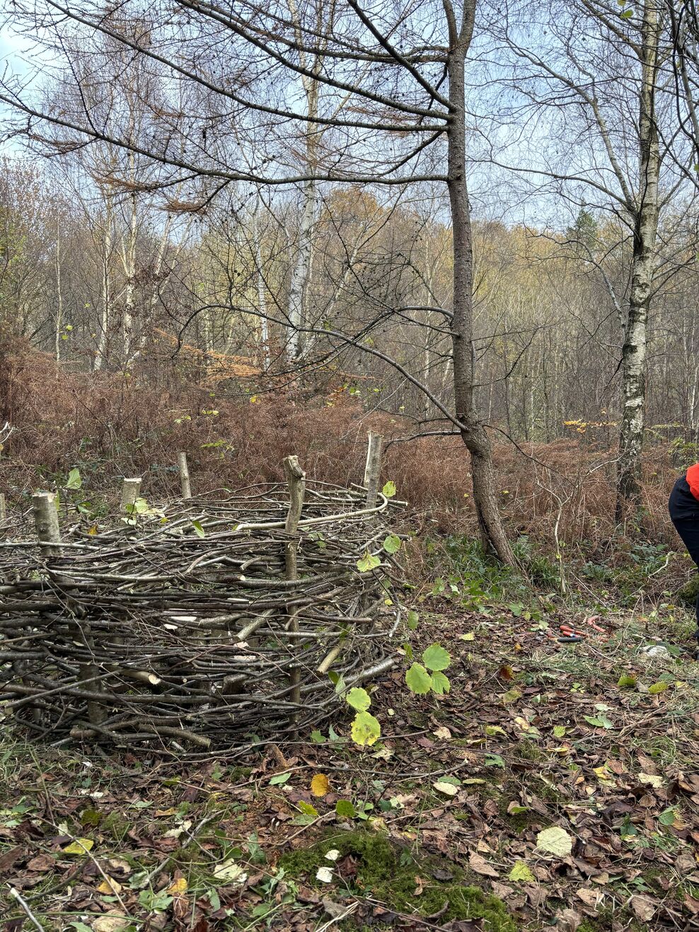 Coppicing – a part of our heritage and good woodland management | Durham