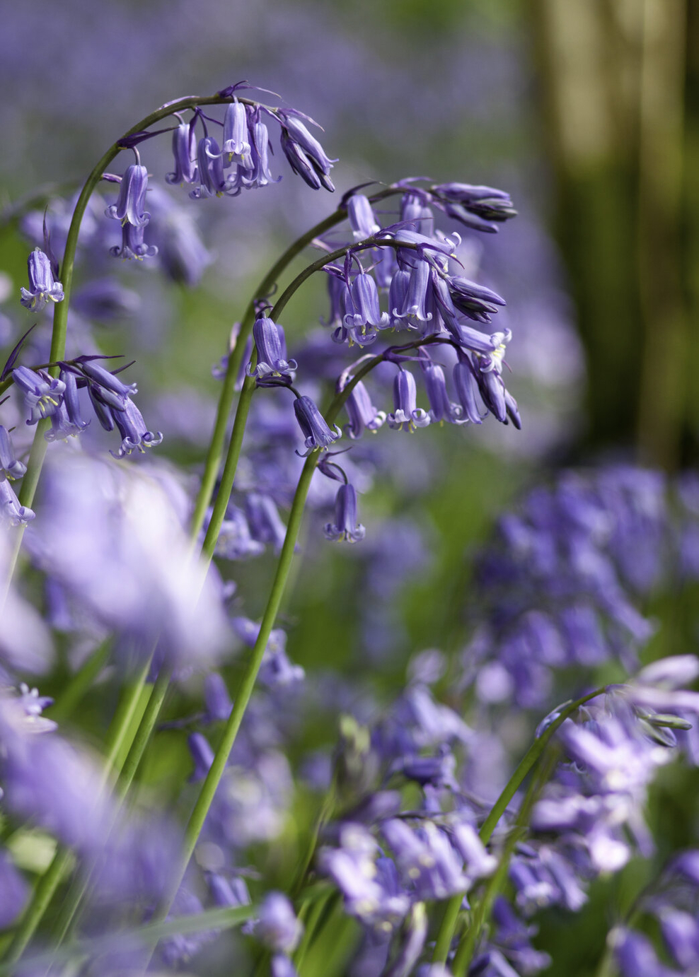 How to tell the difference between a native and a Spanish bluebell | Durham