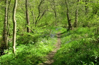 Tudhoe Mill Wood | Durham