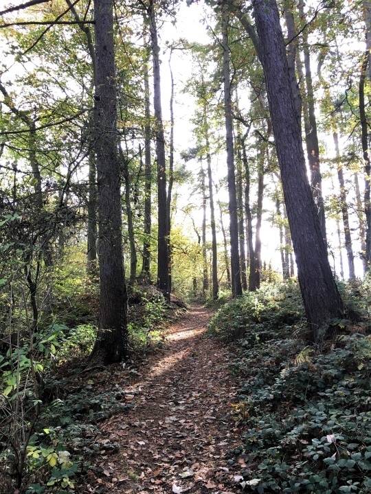 Tudhoe Mill Wood | Durham