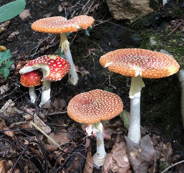 A Fungal Foray at Tudhoe Mill woods | Durham