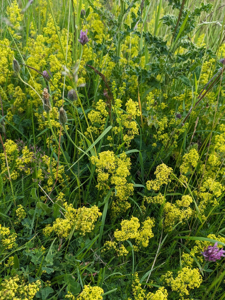 The Magnesian Limestone: The North East’s Underlying Treasure | Durham