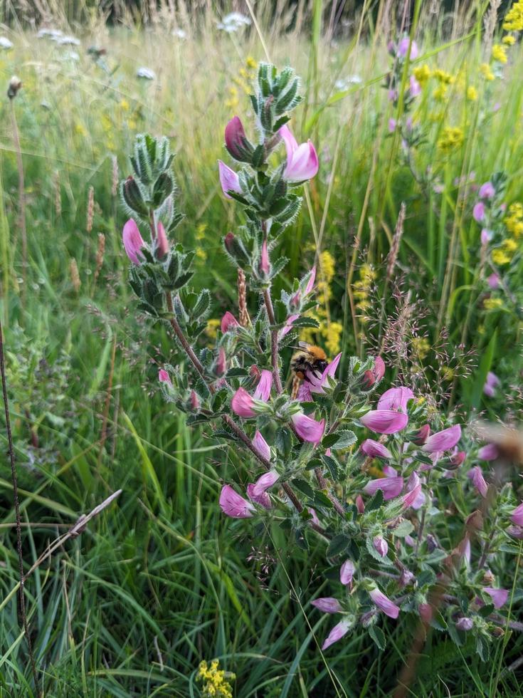 The Magnesian Limestone: The North East’s Underlying Treasure | Durham