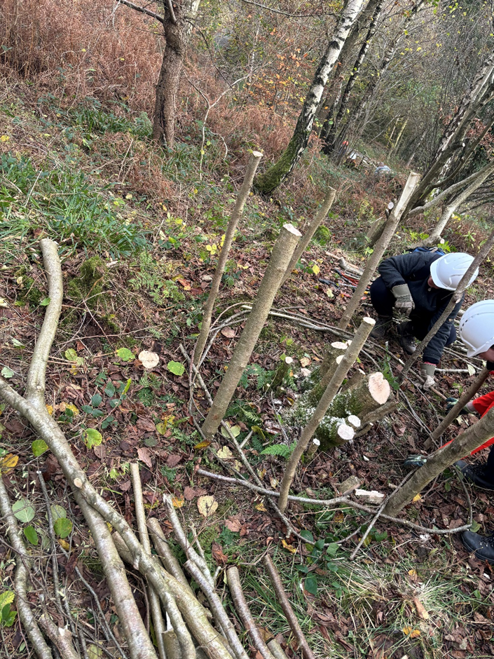 Coppicing – a part of our heritage and good woodland management | Durham