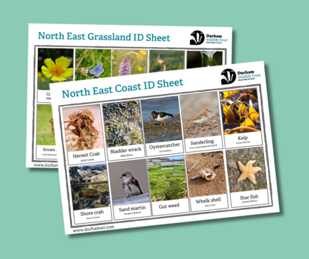 Summer ID sheets - sign up | Durham