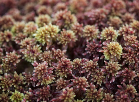 Sphagnum moss | Durham